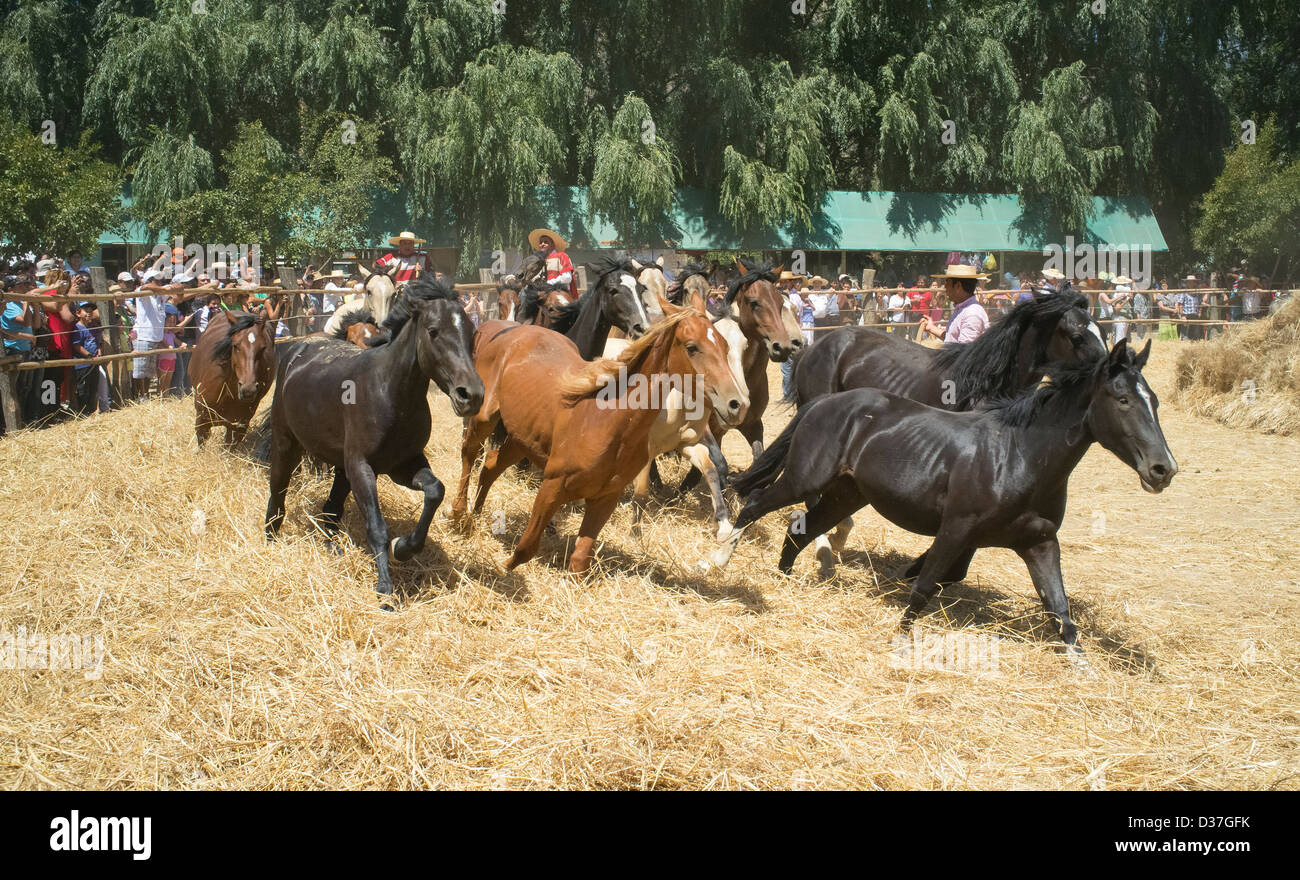 February 2, 2013, Aguila Sur, Chile. Party threshing wheat with horses ...