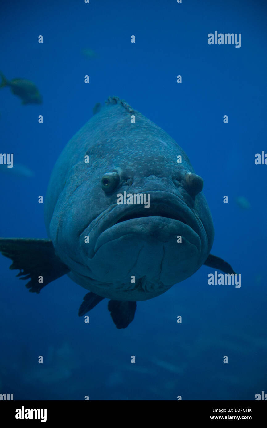 Giant Grouper, Georgia Aquarium, Atlanta, Georgia, USA Stock Photo - Alamy