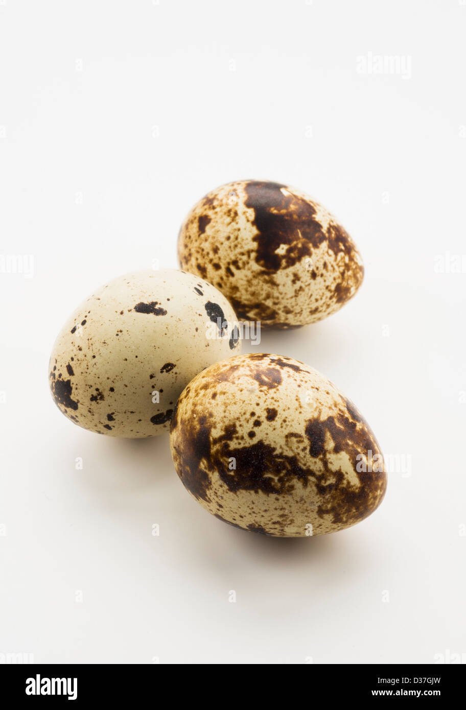 Studio shot of quail eggs Stock Photo - Alamy