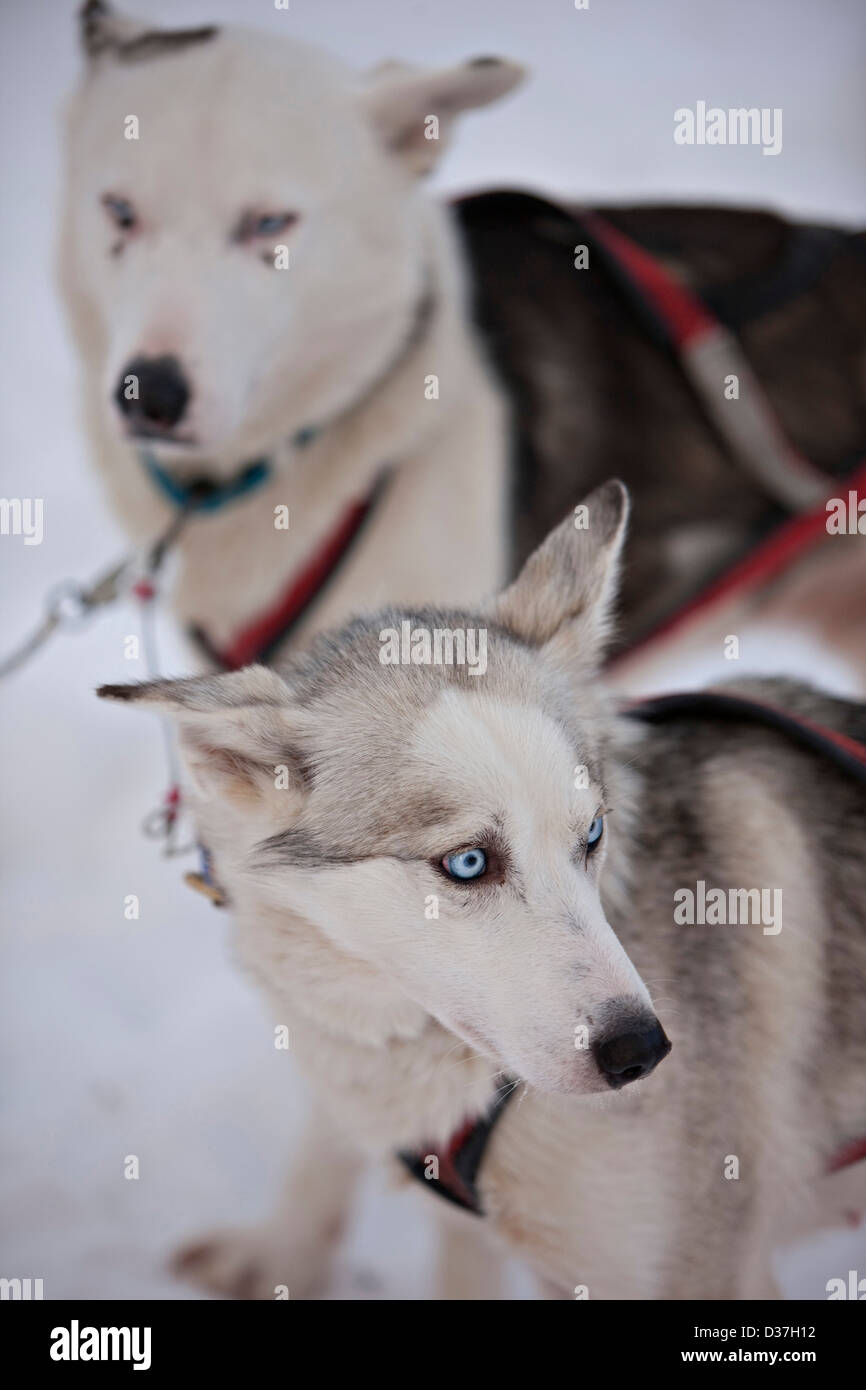 Two huskies hi-res stock photography and images - Alamy
