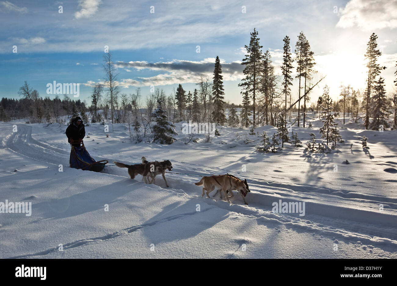 Huskies pulling sled along snow, Lapland Stock Photo - Alamy