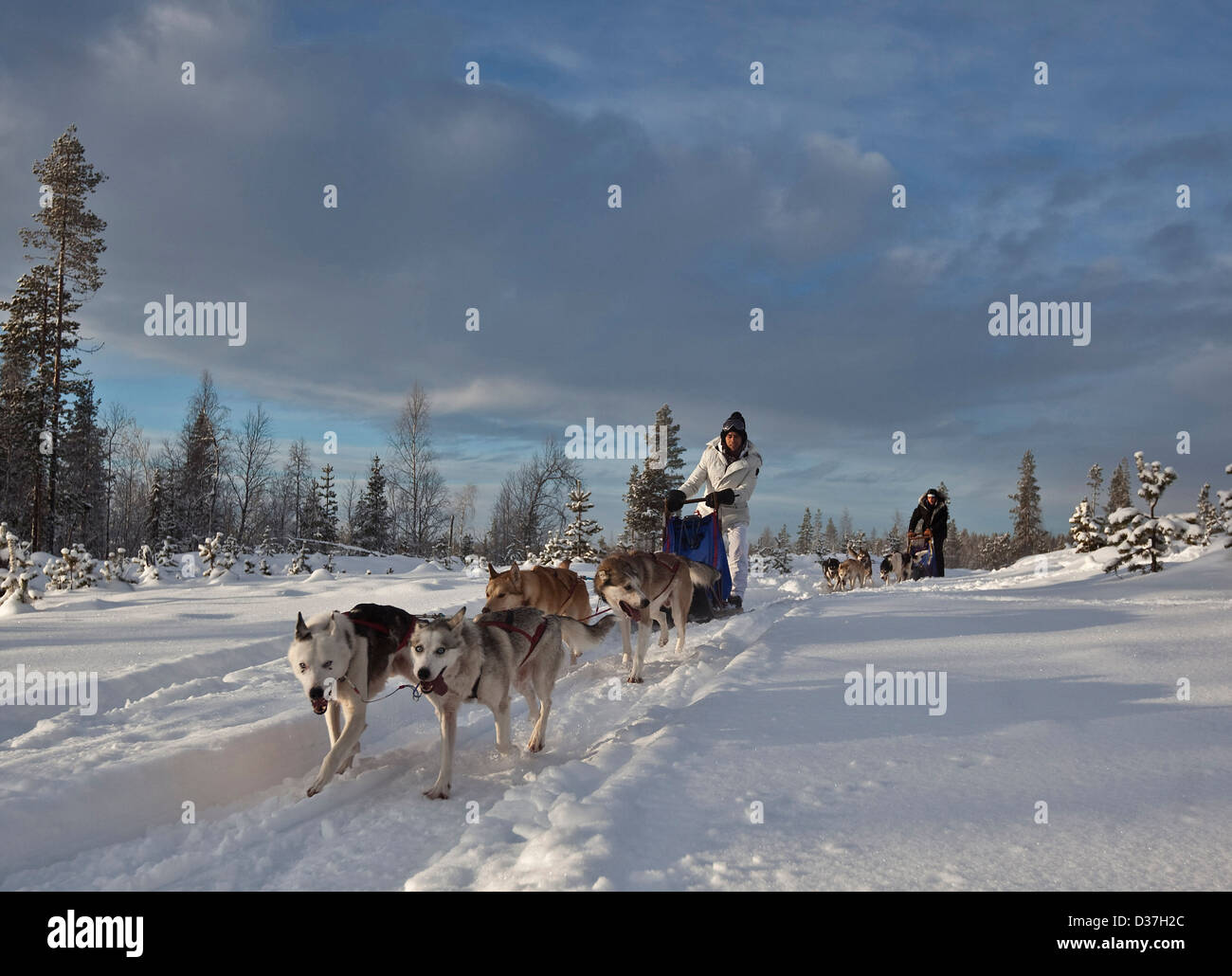 Huskies pulling sleds along snow, Lapland Stock Photo - Alamy