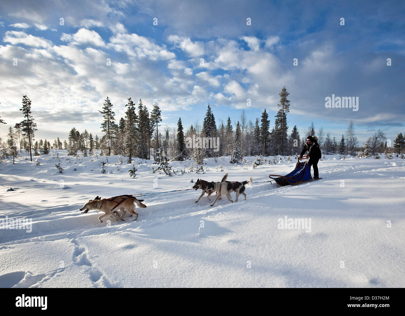 Huskies Pulling Sled High Resolution Stock Photography and Images - Alamy