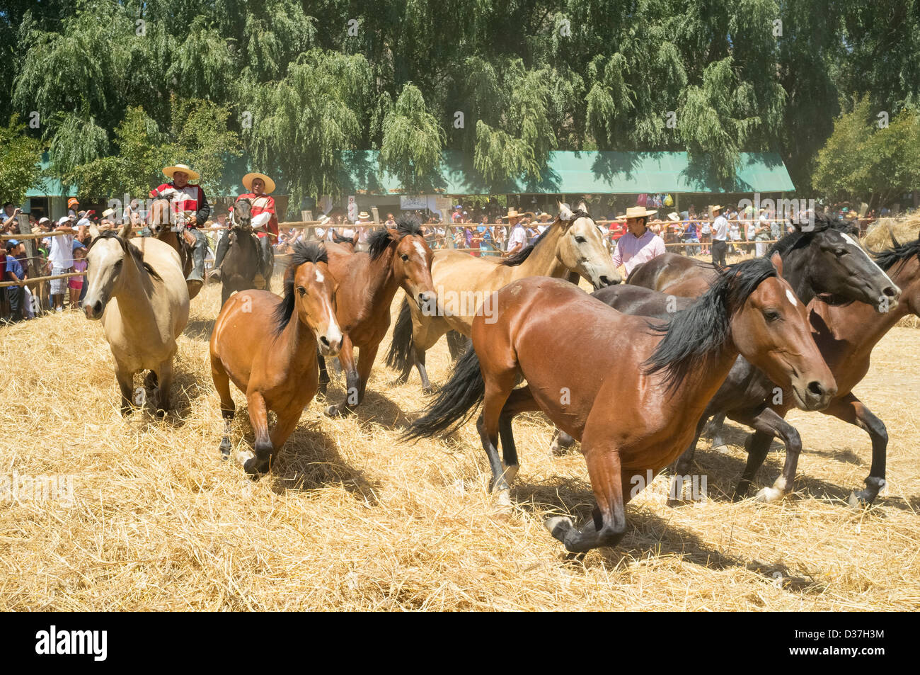 February 2, 2013, Aguila Sur, Chile. Party threshing wheat with horses ...