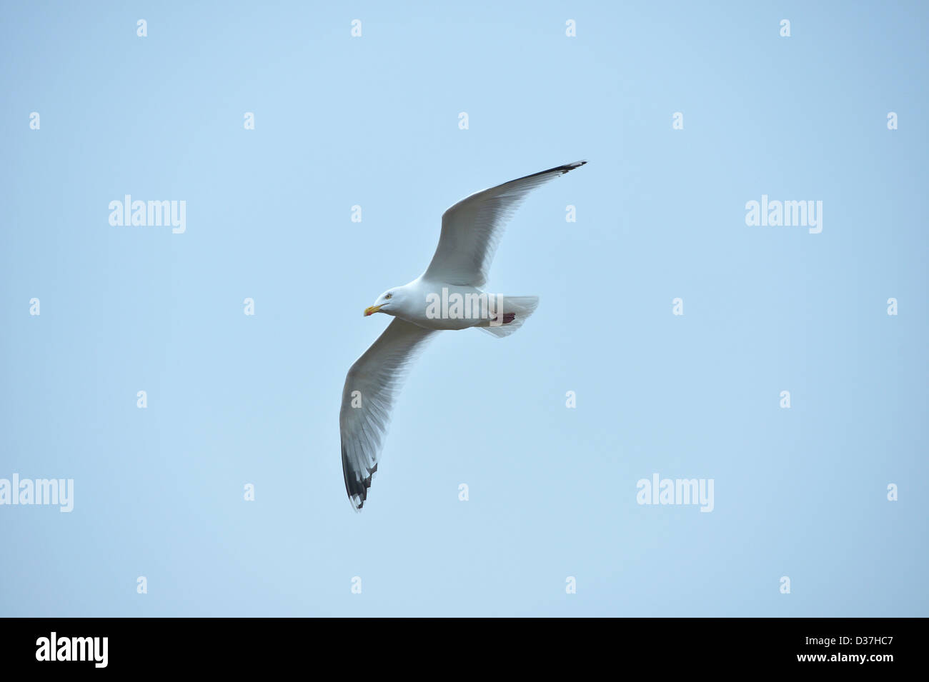 An adult Herring Gull in flight - Seagull (Larus argentatus Stock Photo ...