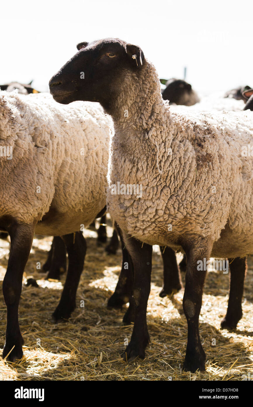Suffolk sheep hi-res stock photography and images - Alamy