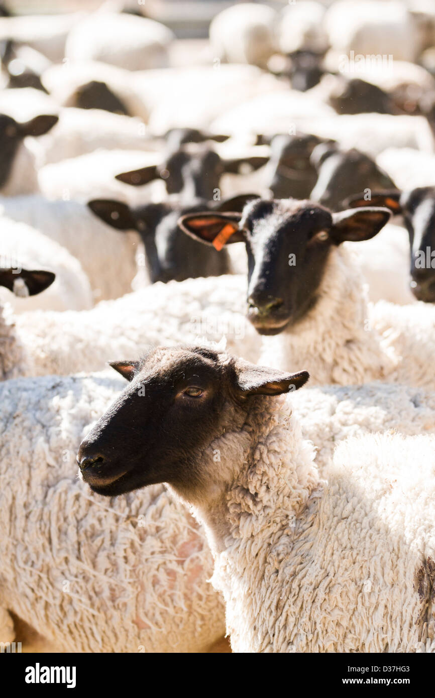 Suffolk sheep hi-res stock photography and images - Alamy
