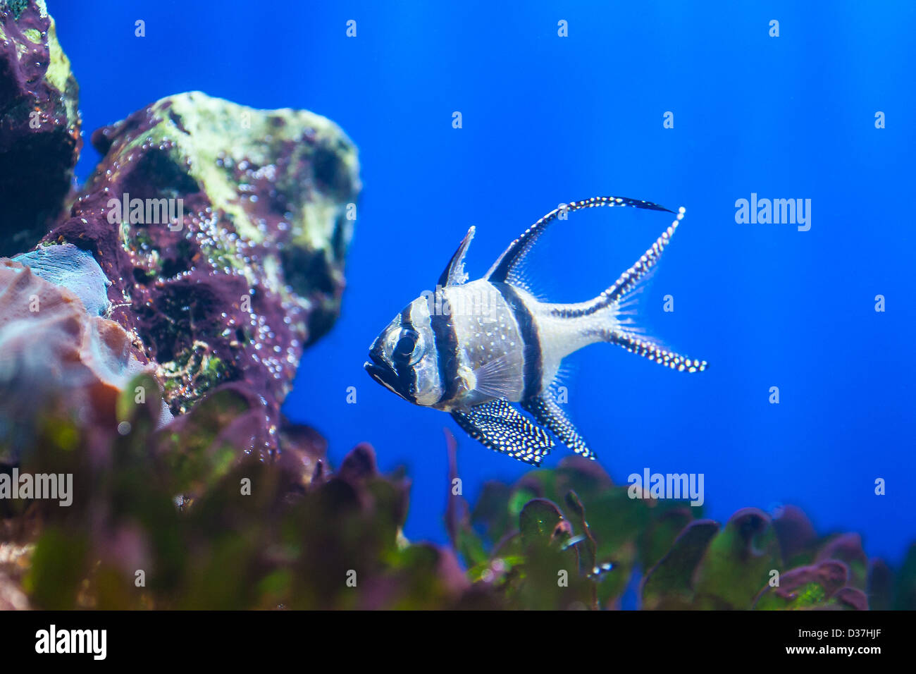 Cardinal fish hi-res stock photography and images - Alamy