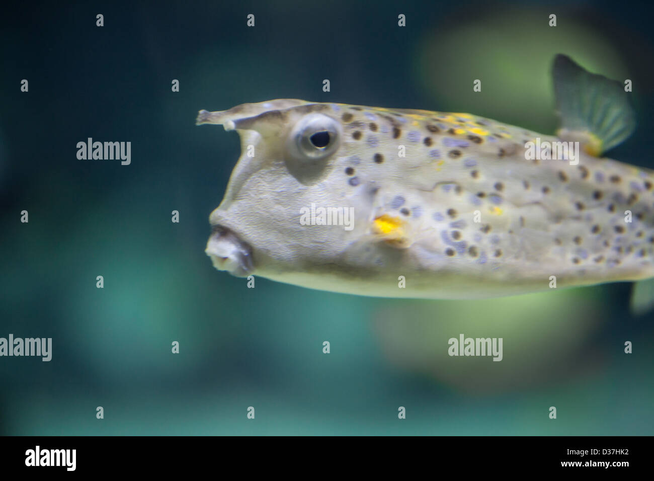 Cowfish hi-res stock photography and images - Alamy