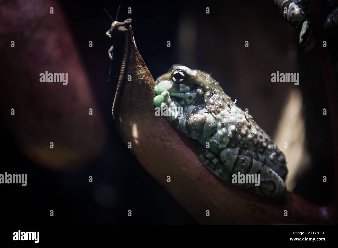 Warty tree frog on branch Stock Photo - Alamy
