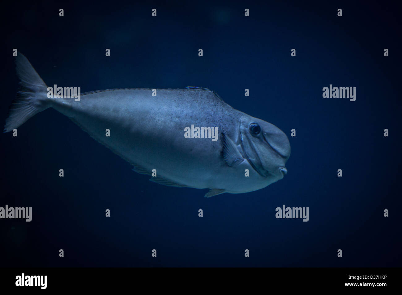 Big forehead fish Stock Photo - Alamy