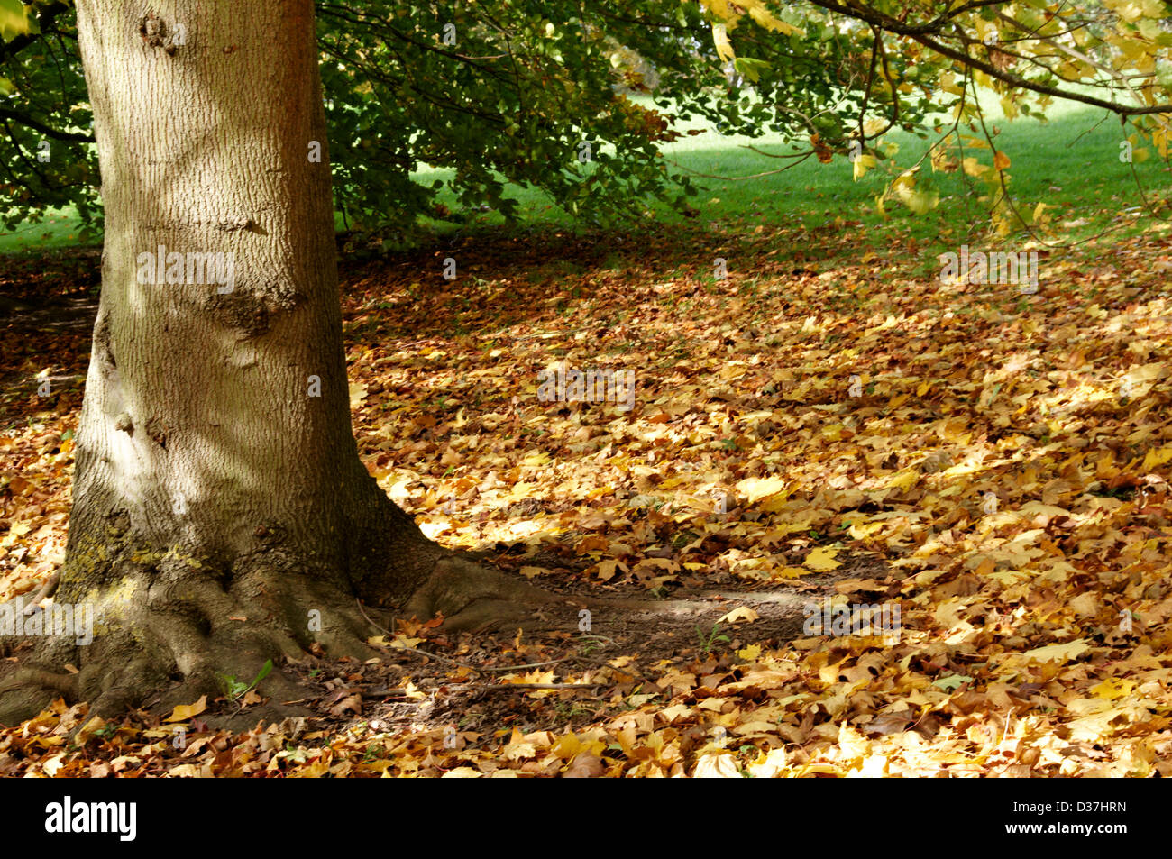 Trees in a park in Autumn Stock Photo - Alamy
