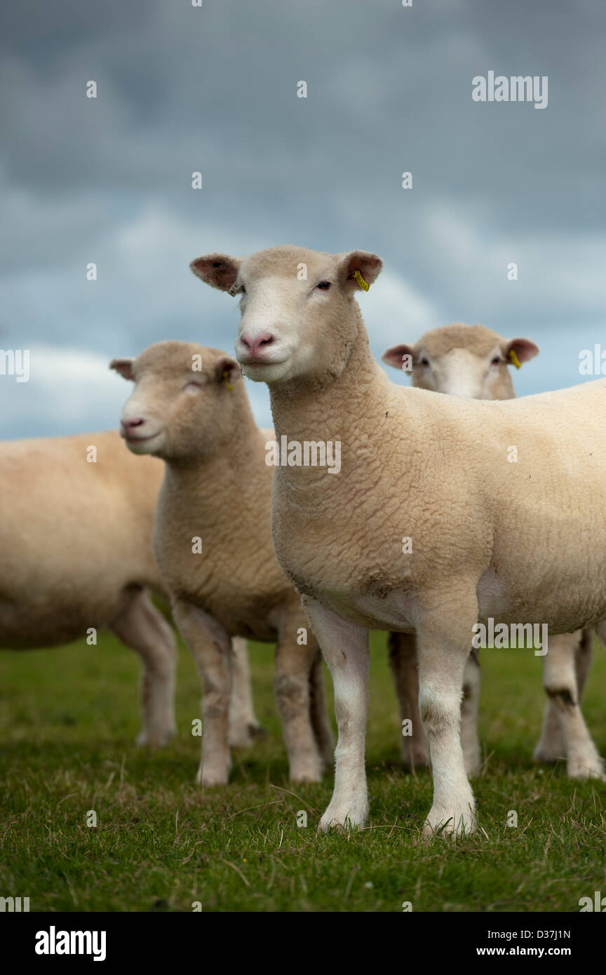 Dorset Sheep High Resolution Stock Photography and Images - Alamy