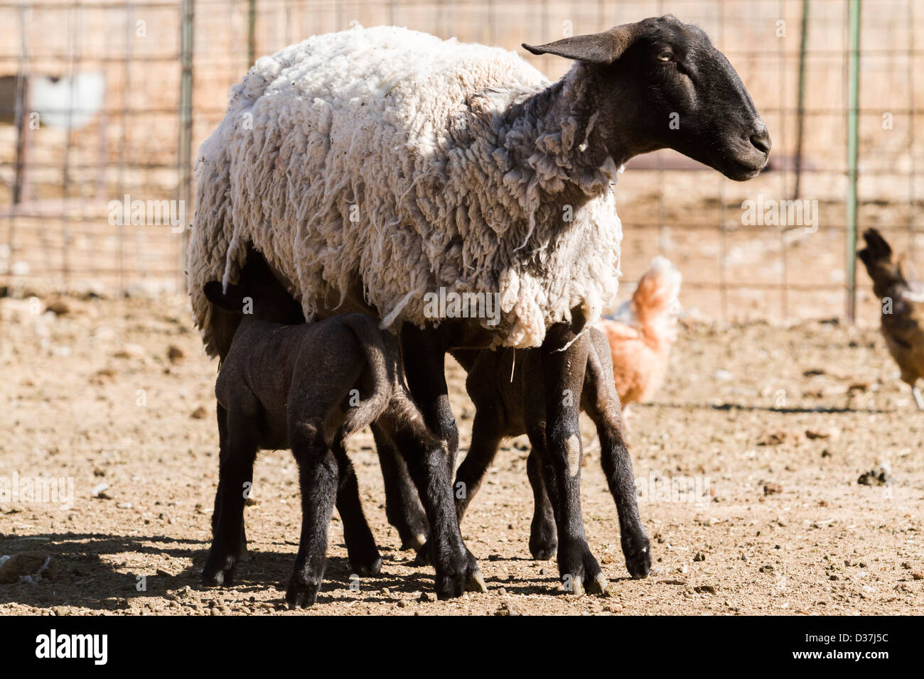 Suffolk Sheep Stock Photos & Suffolk Sheep Stock Images - Alamy