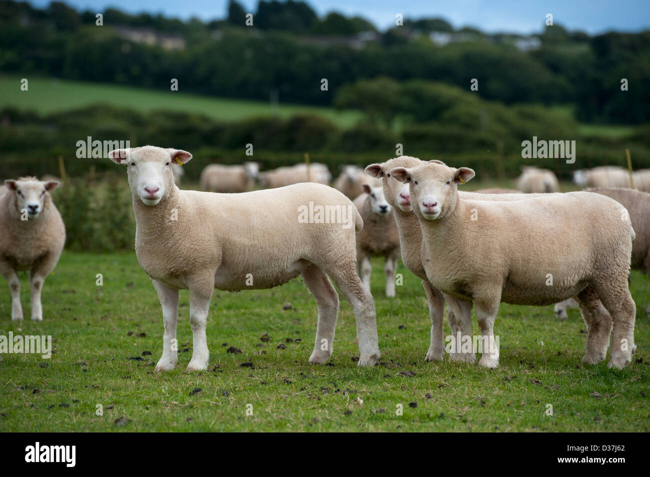 Flock of Dorset ewes in Cornwall Stock Photo - Alamy