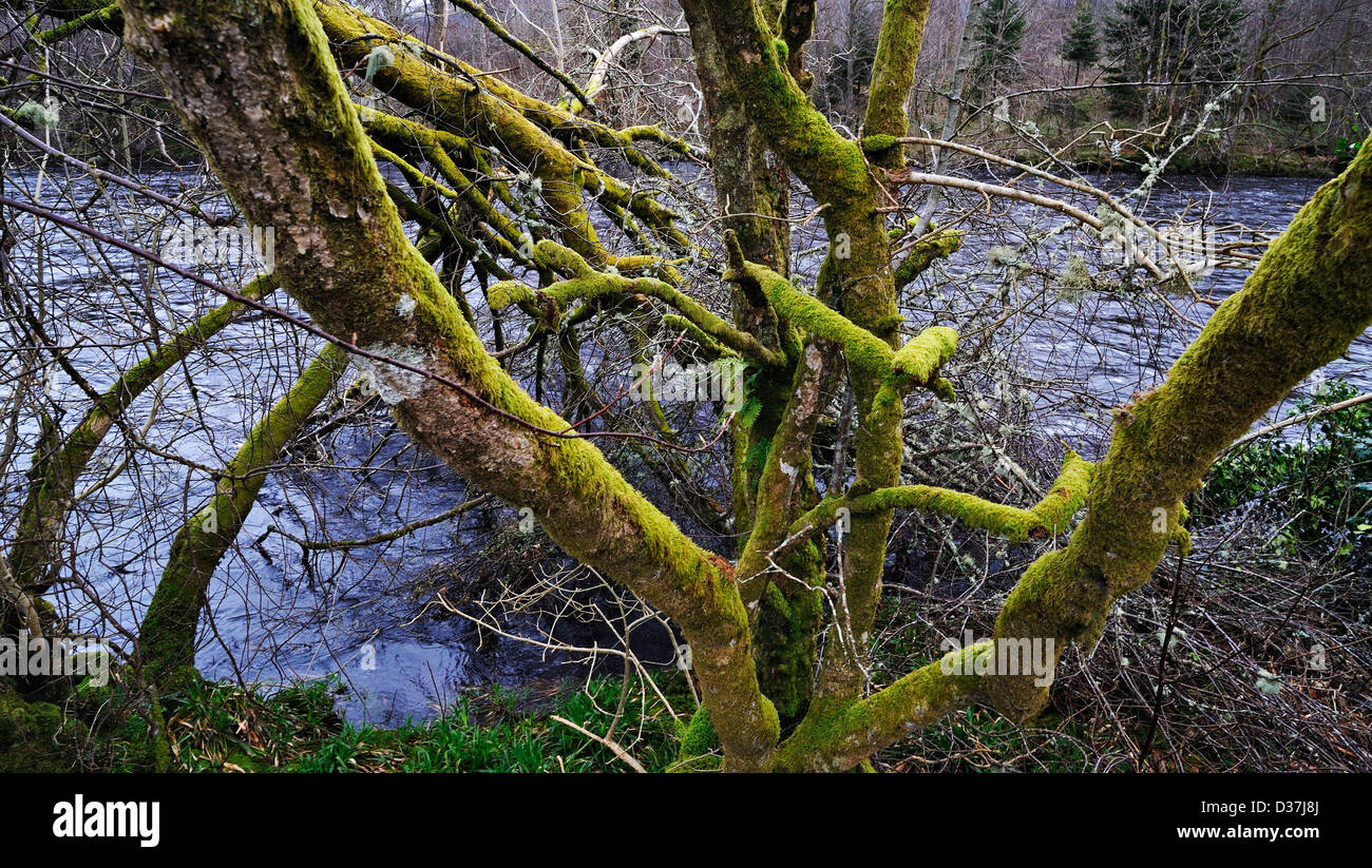 Moss-covered tree in winter along the River Dochart near Killin ...