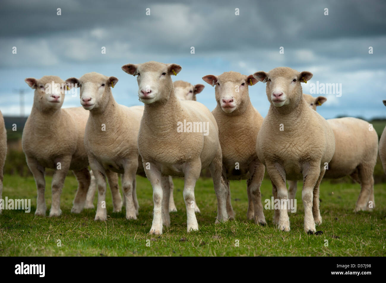 Dorset sheep hi-res stock photography and images - Alamy