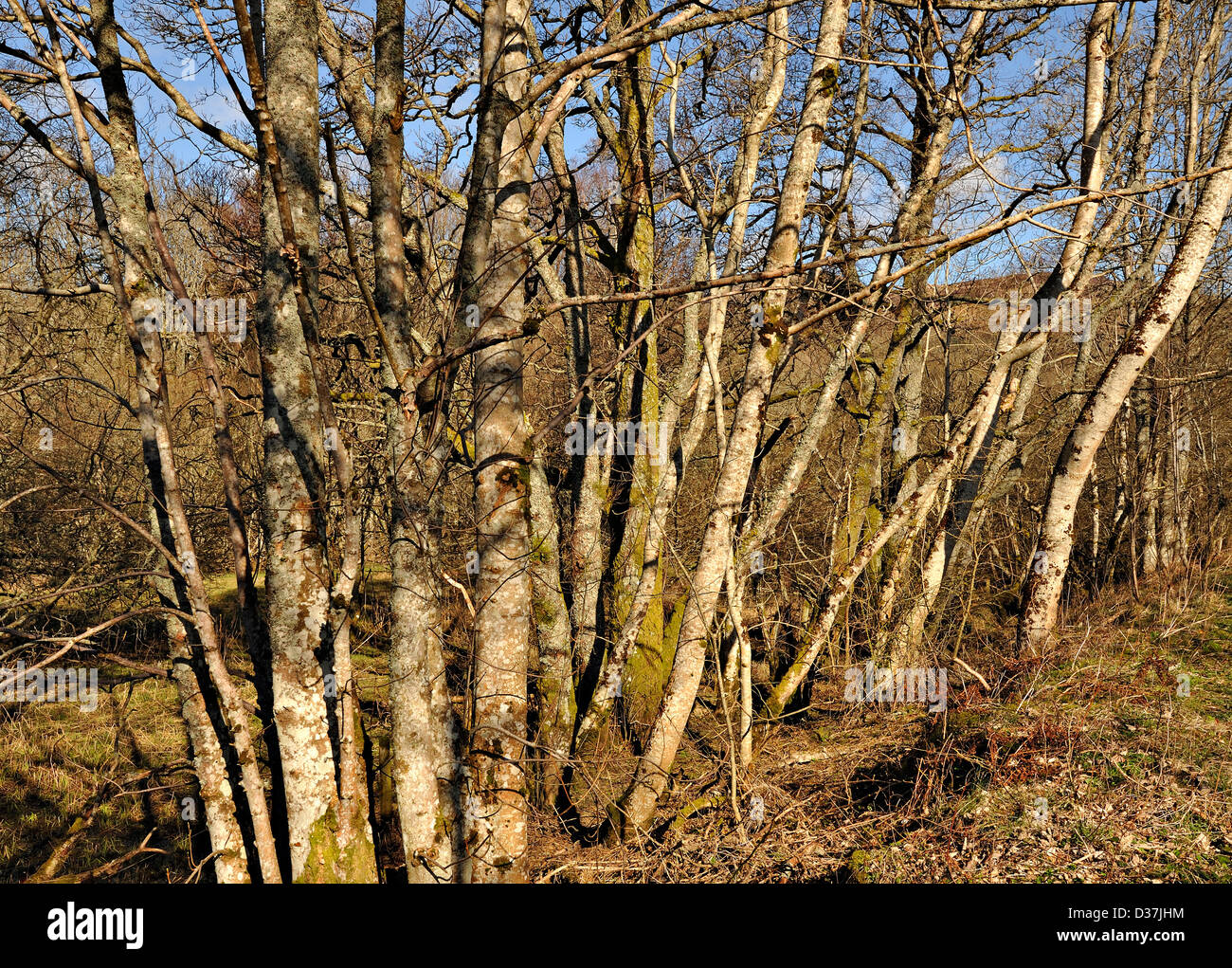 Trees in bare winter conditions along a trail near Killin, Scotland ...