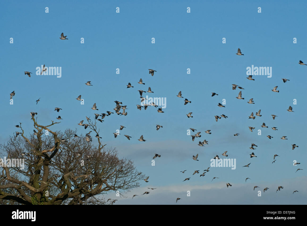 Landing in tree top hi-res stock photography and images - Alamy
