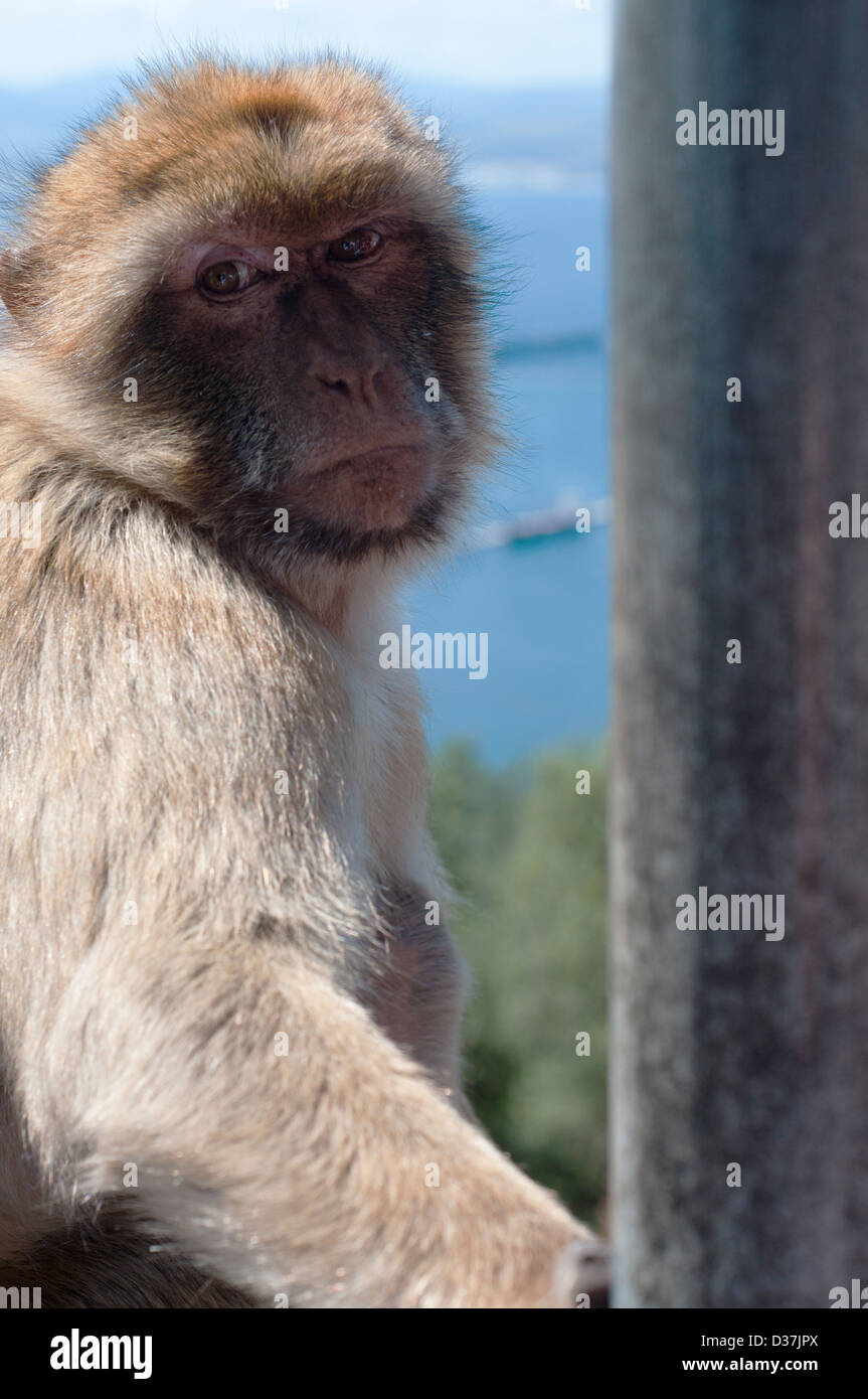 Ape in Gibraltar watching on you Stock Photo - Alamy