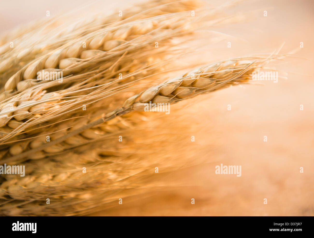 Close-up of wheat ear Stock Photo - Alamy