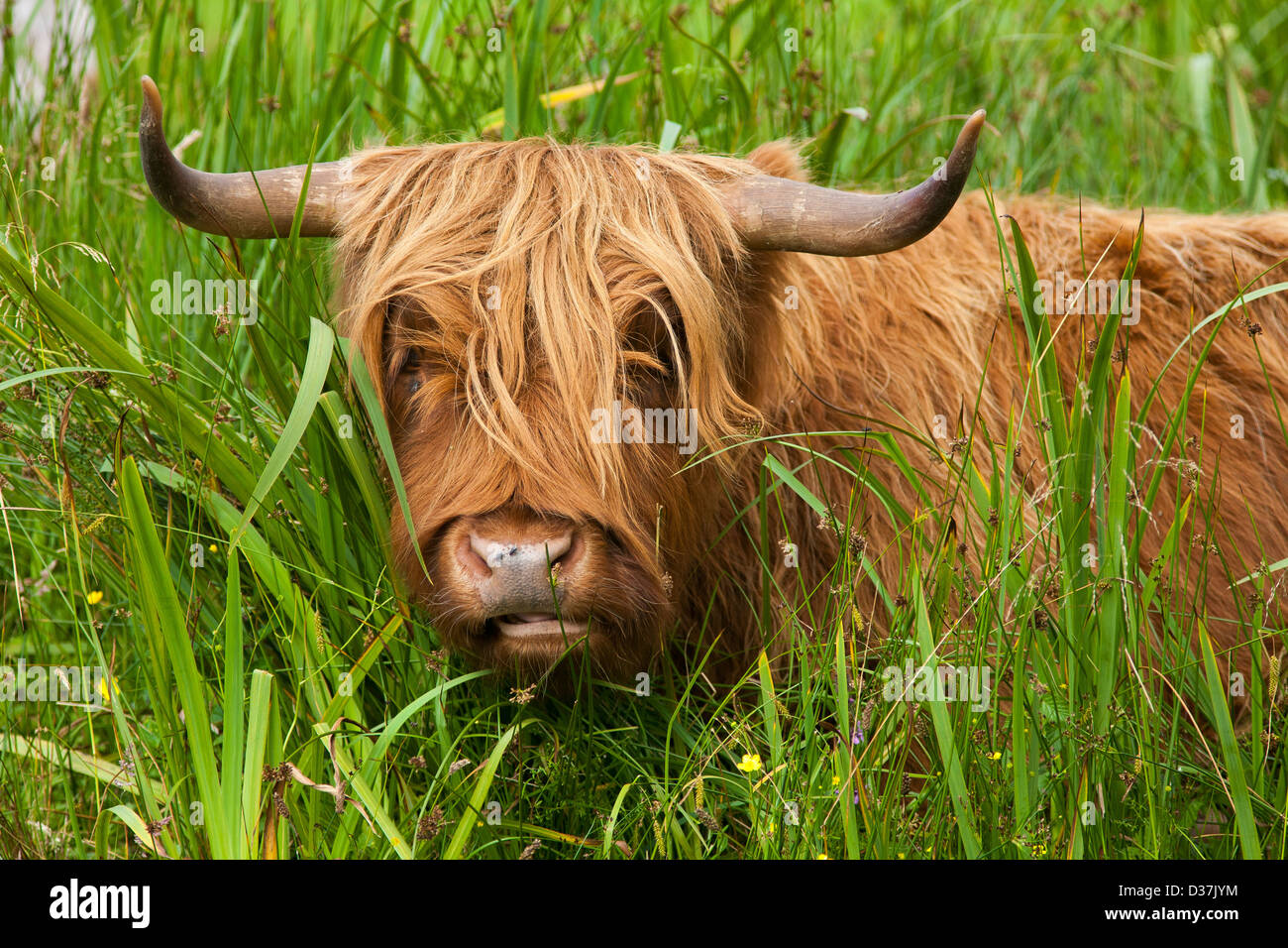 Shetland cow hi-res stock photography and images - Alamy