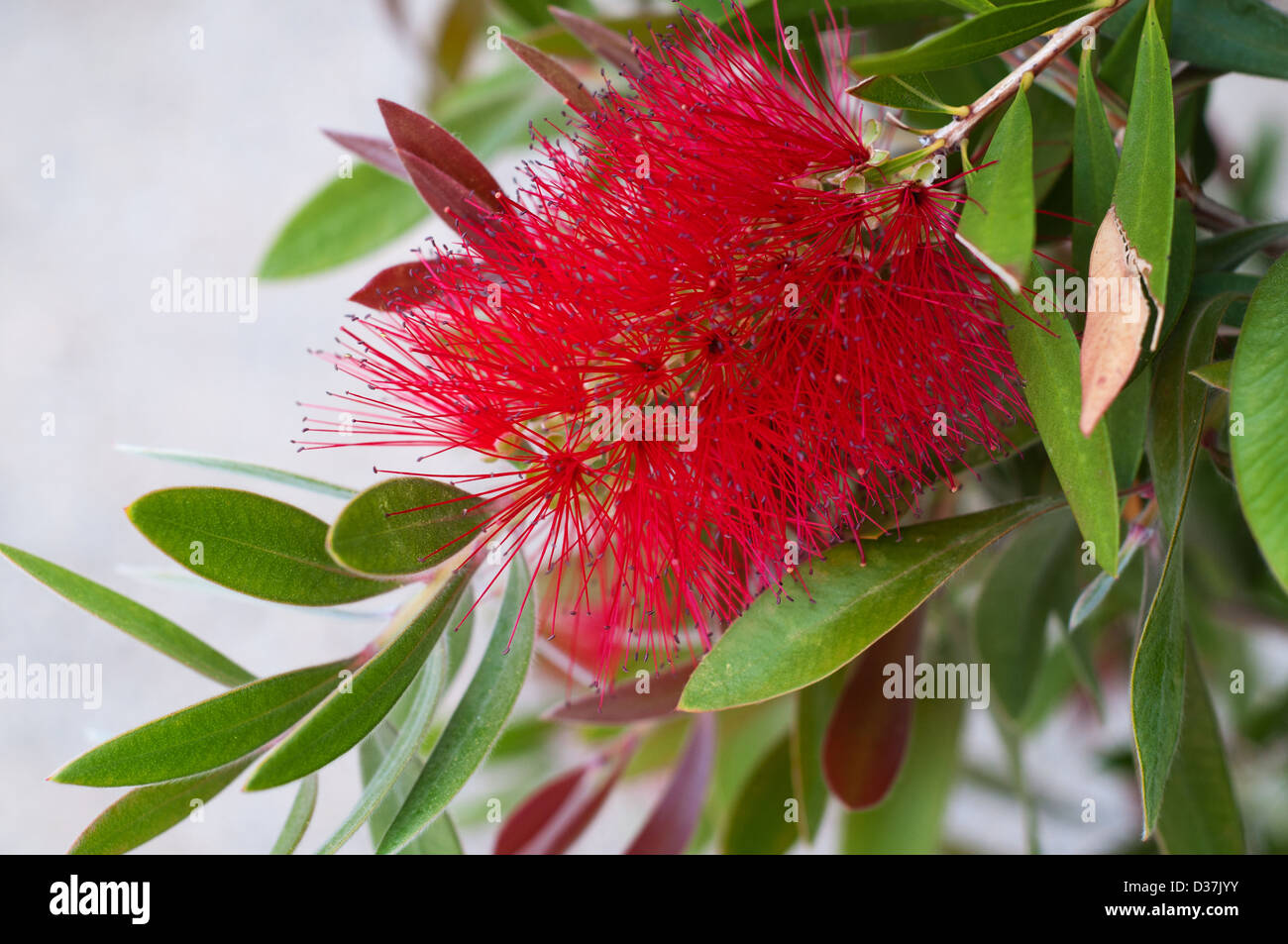Crimson Bottlebrush - red fluffy bush flower Stock Photo - Alamy