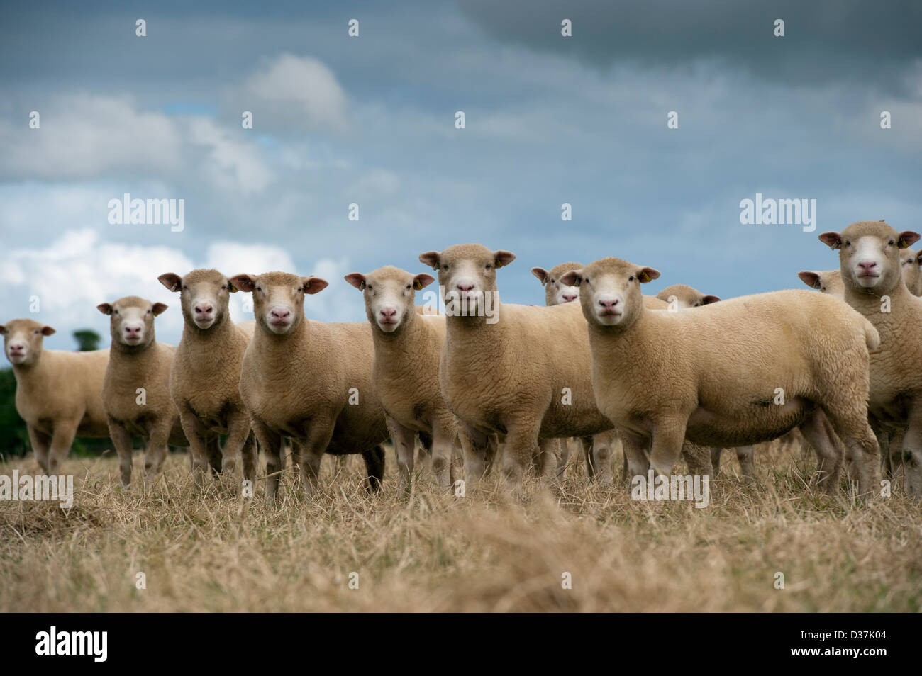 Flock of Dorset ewes in Cornwall Stock Photo - Alamy