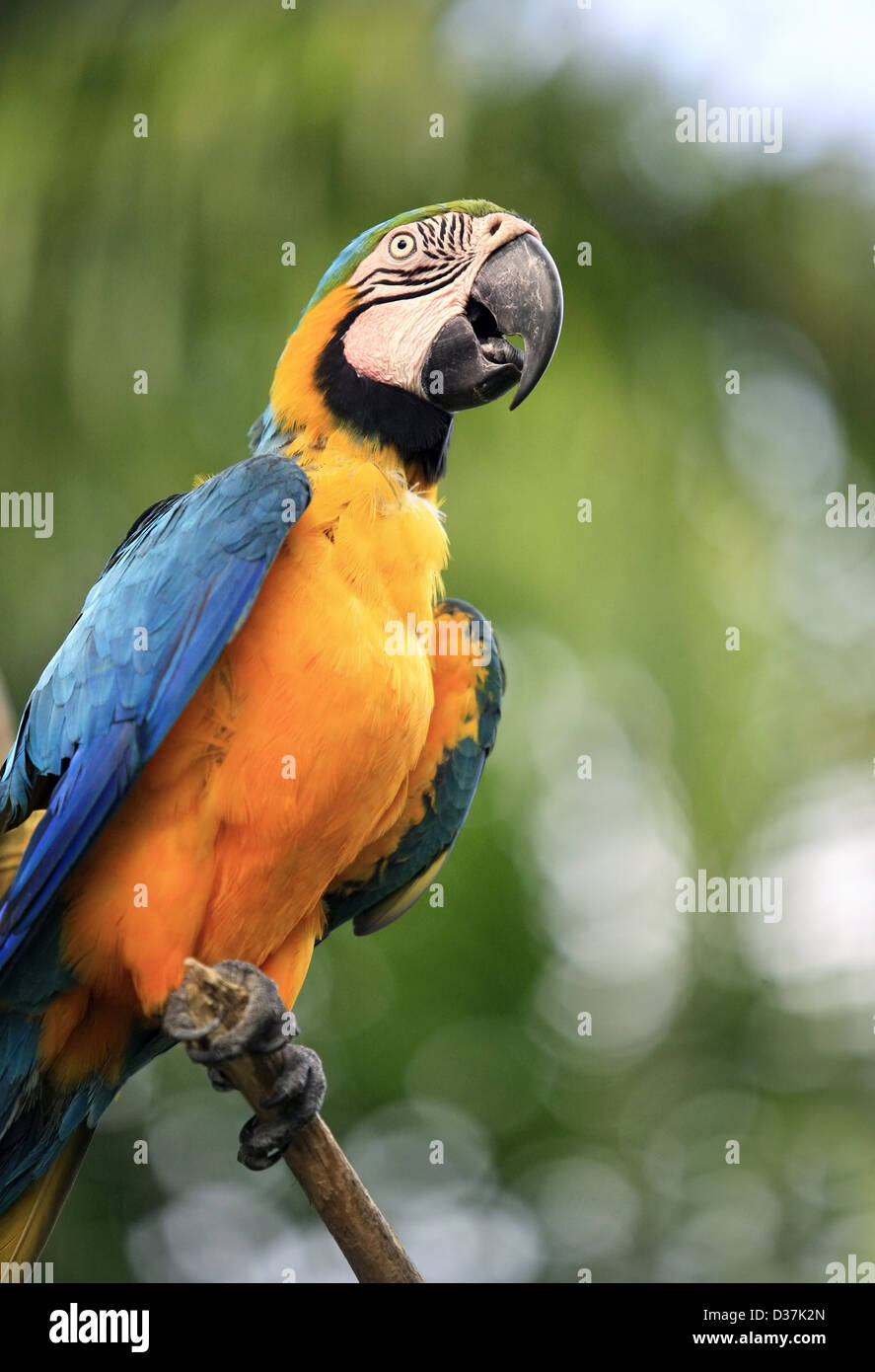 Parrot on a branch. Park of birds. Bali. Indonesia Stock Photo - Alamy