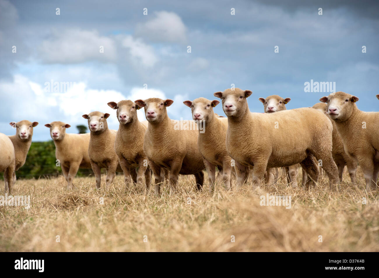 Flock of Dorset ewes in Cornwall Stock Photo - Alamy