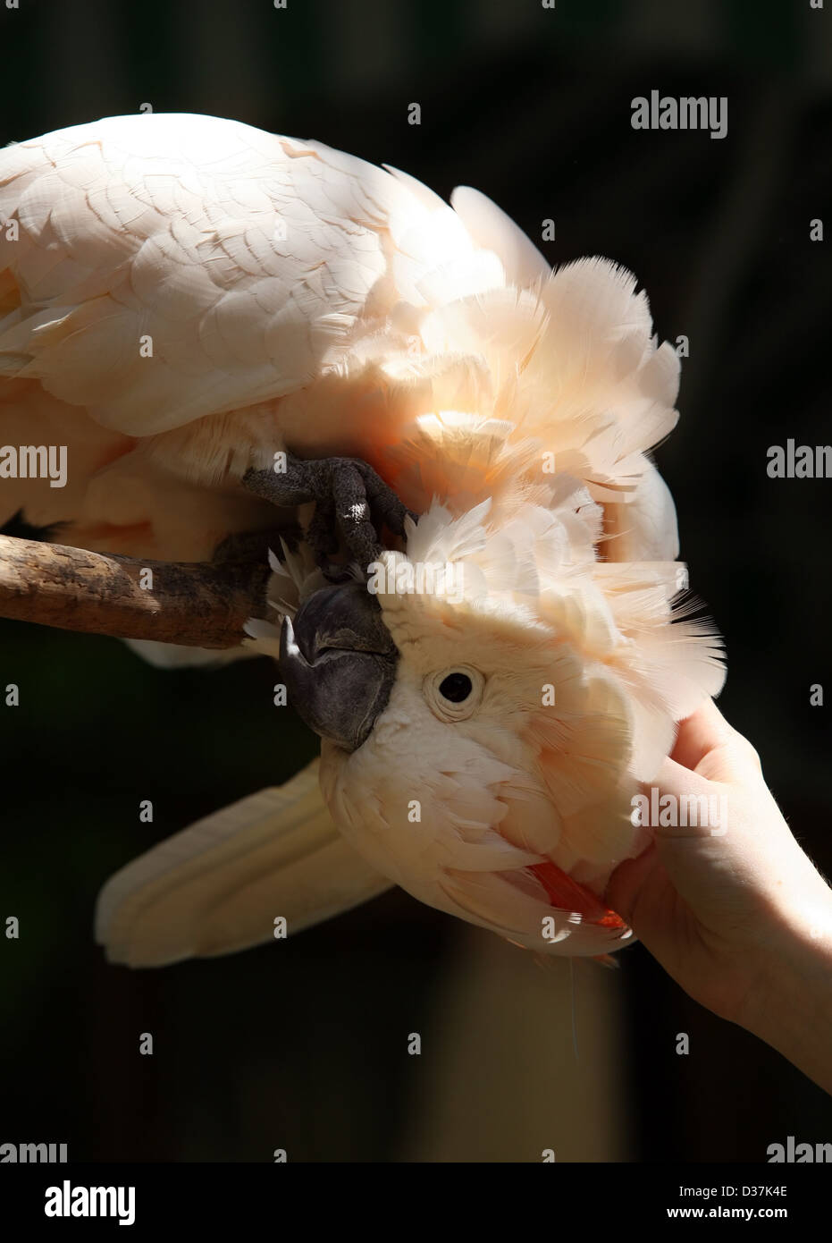 The woman touches a pink parrot Stock Photo - Alamy