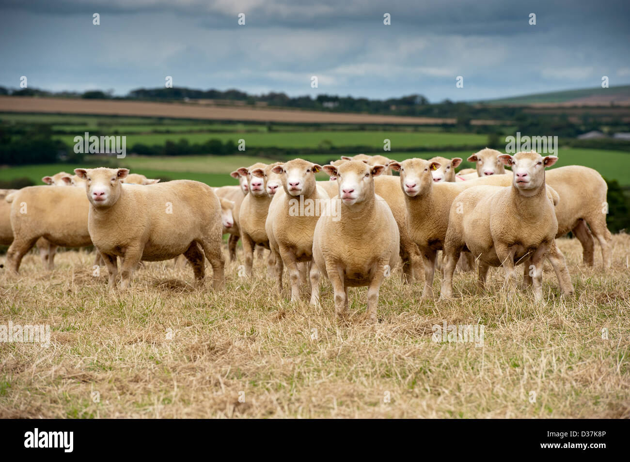 Dorset sheep hi-res stock photography and images - Alamy