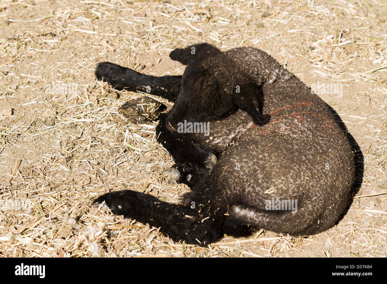 Suffolk lamb on a local farm Stock Photo - Alamy