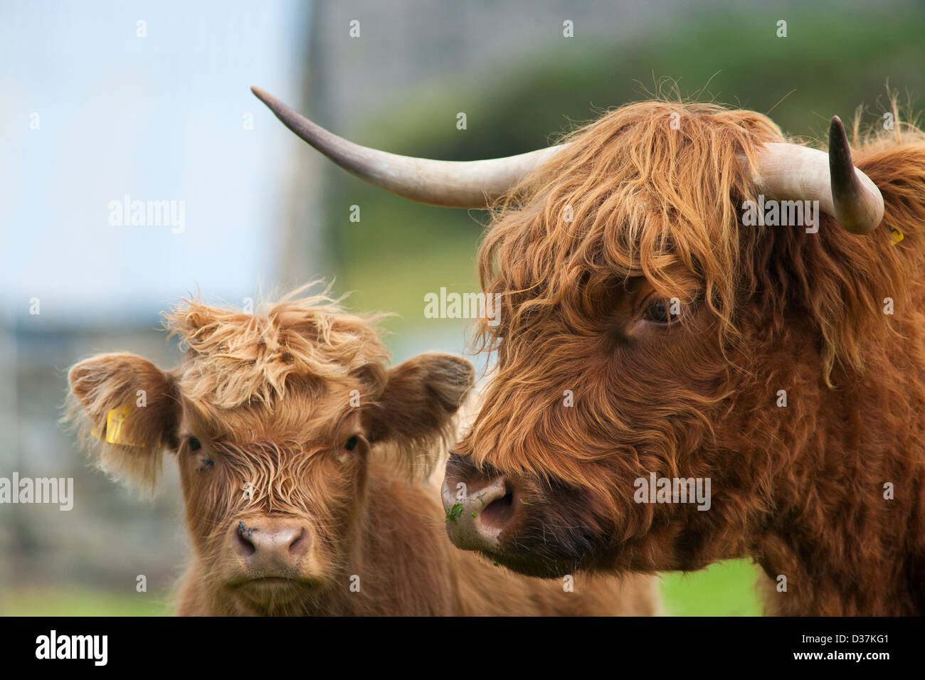 Two Highland cows or cattle, one adult and a calf or Kyloe in a field ...