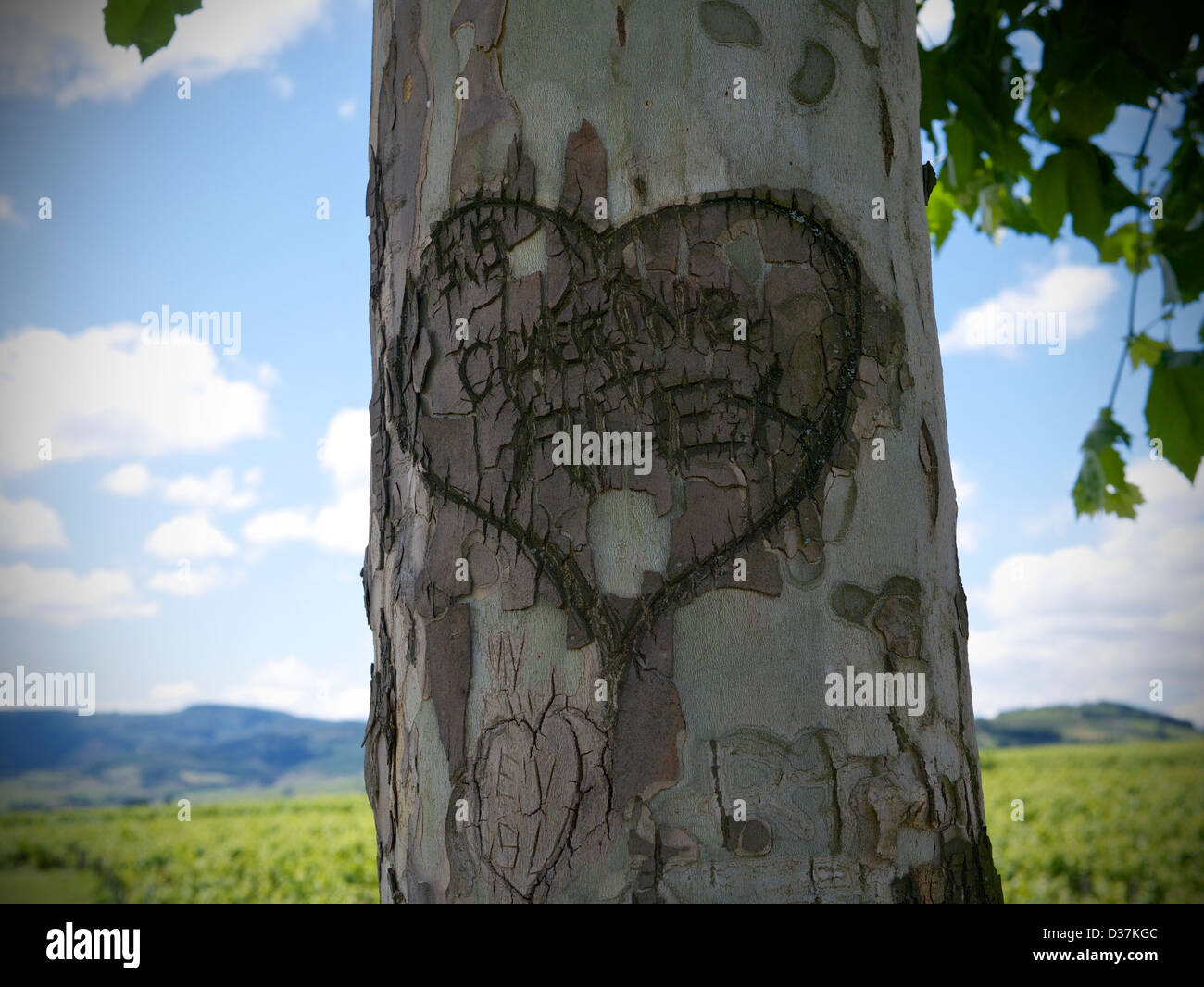 A heart carved by lovers into a trunk of a tree Stock Photo - Alamy