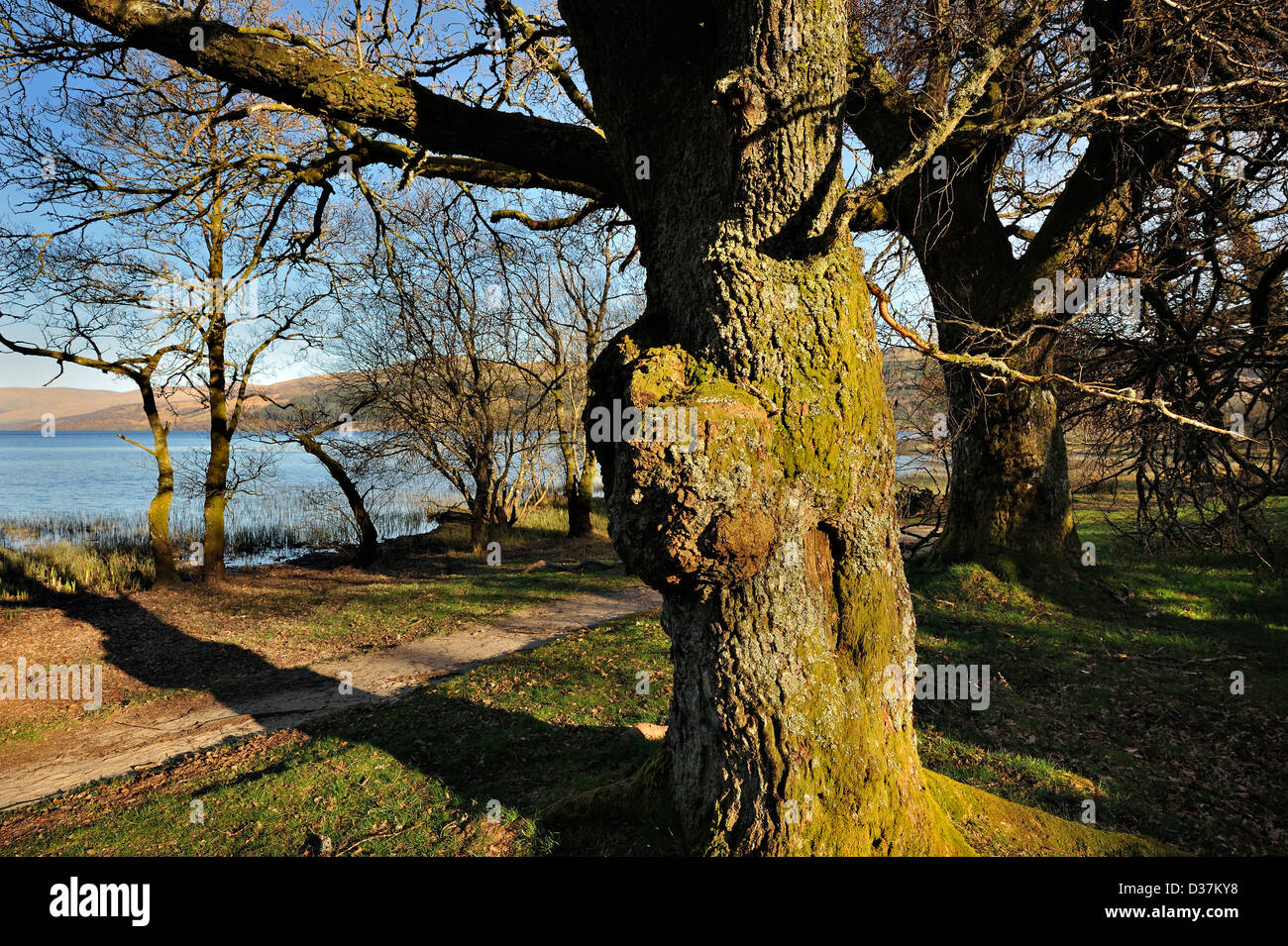 Oak-trees in bare winter conditions along the shores of Loch Tay near ...