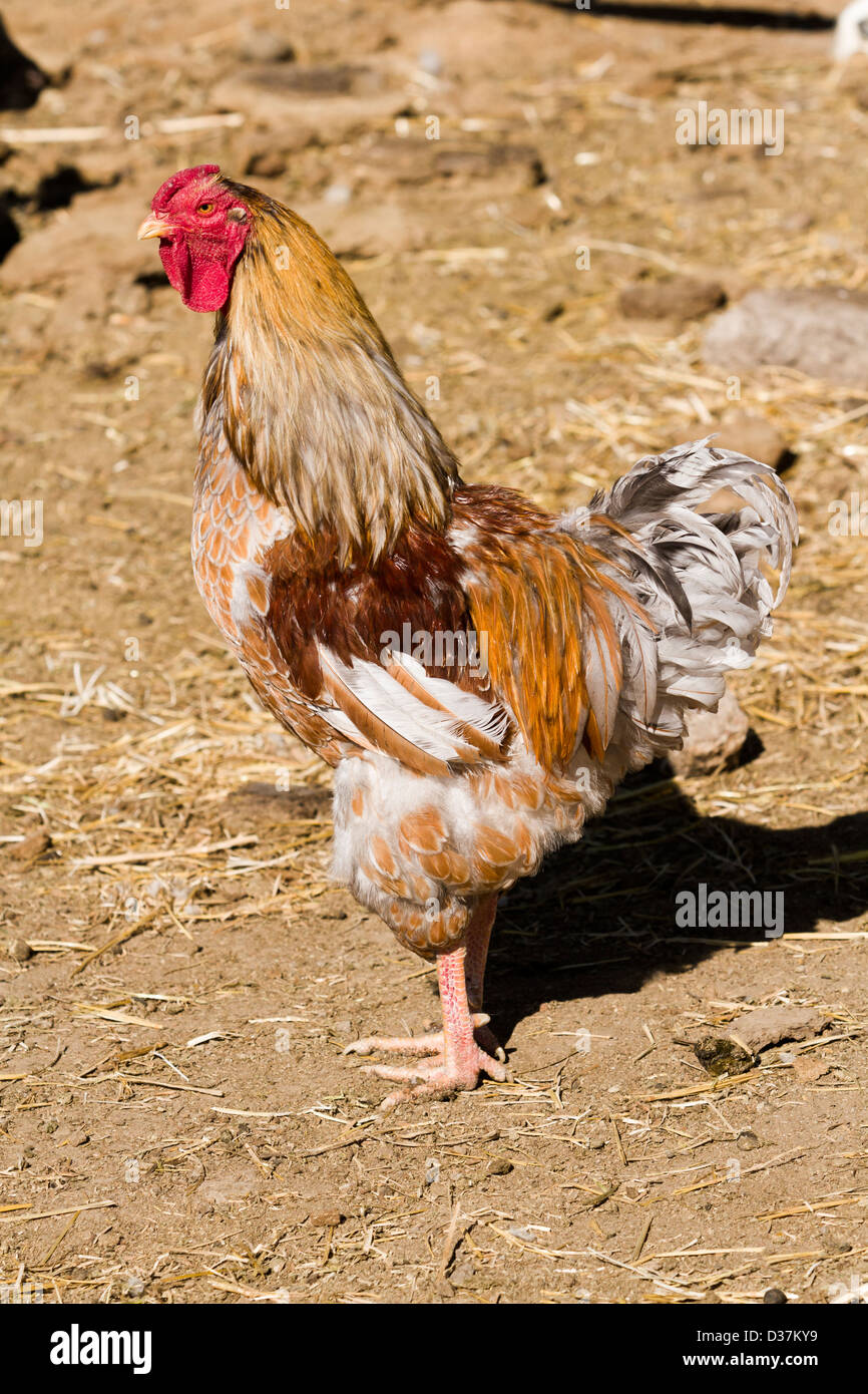 Suffolk farming chickens hi-res stock photography and images - Alamy