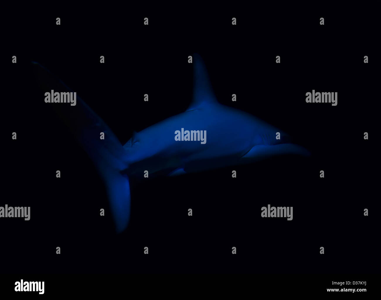 Side view of swimming shark Stock Photo - Alamy