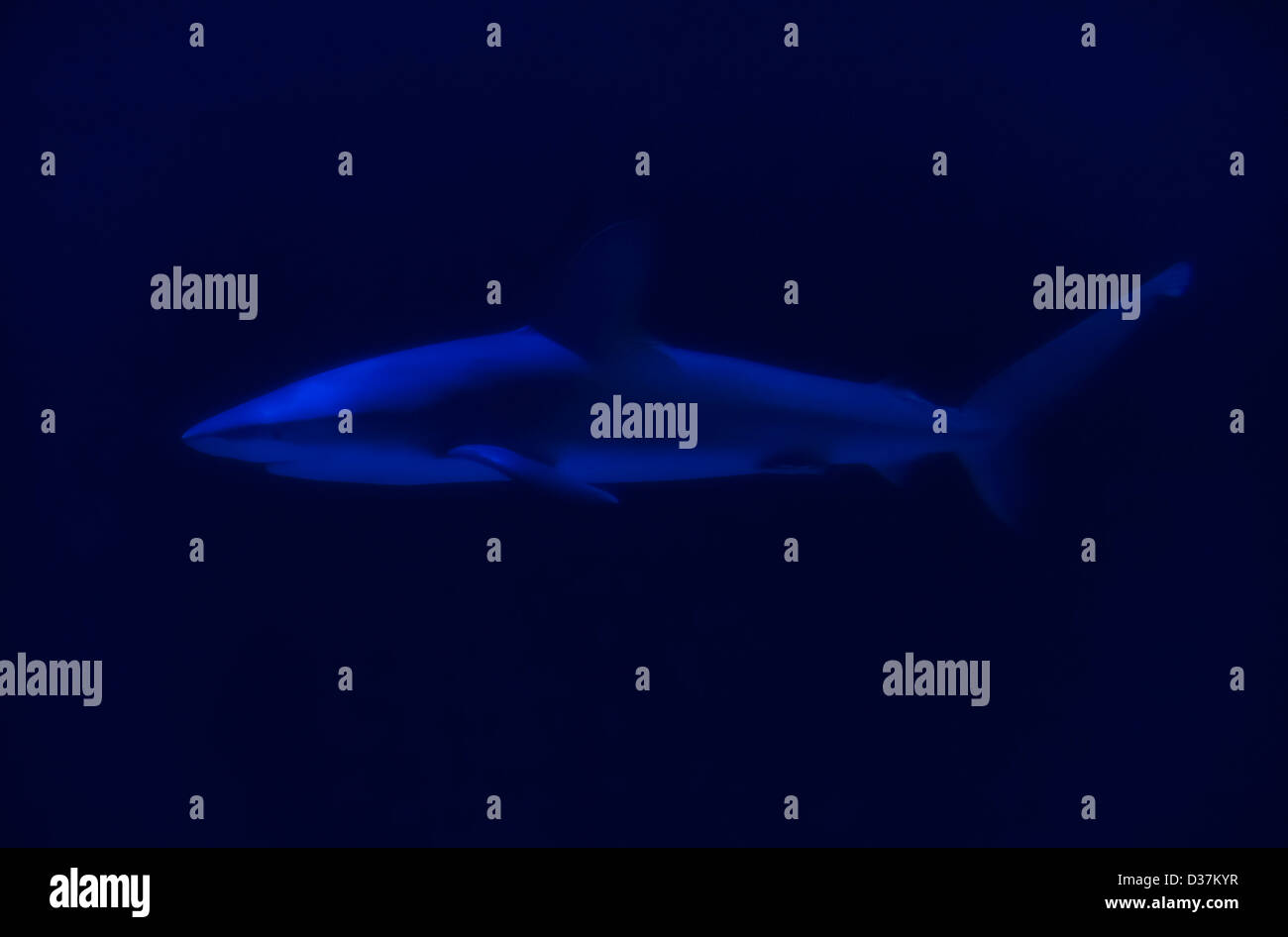 Shark side view hi-res stock photography and images - Alamy