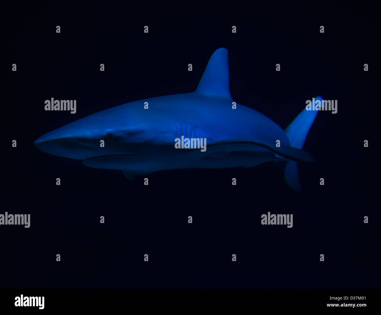 Side view of swimming shark Stock Photo - Alamy