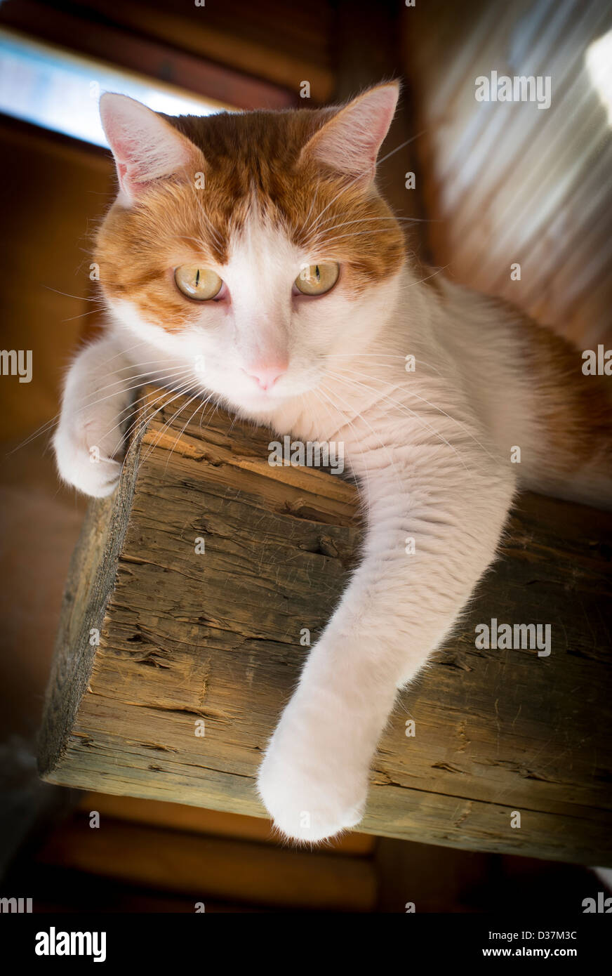 beautiful and friendly male cat perched on stick. Image for cat food ...