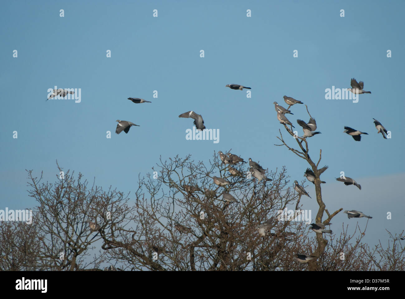 Landing in tree top hi-res stock photography and images - Alamy