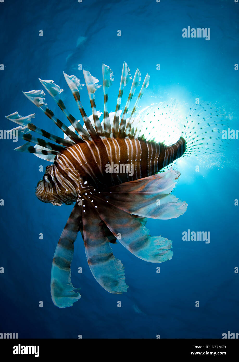 Lion fish swimming underwater Stock Photo - Alamy