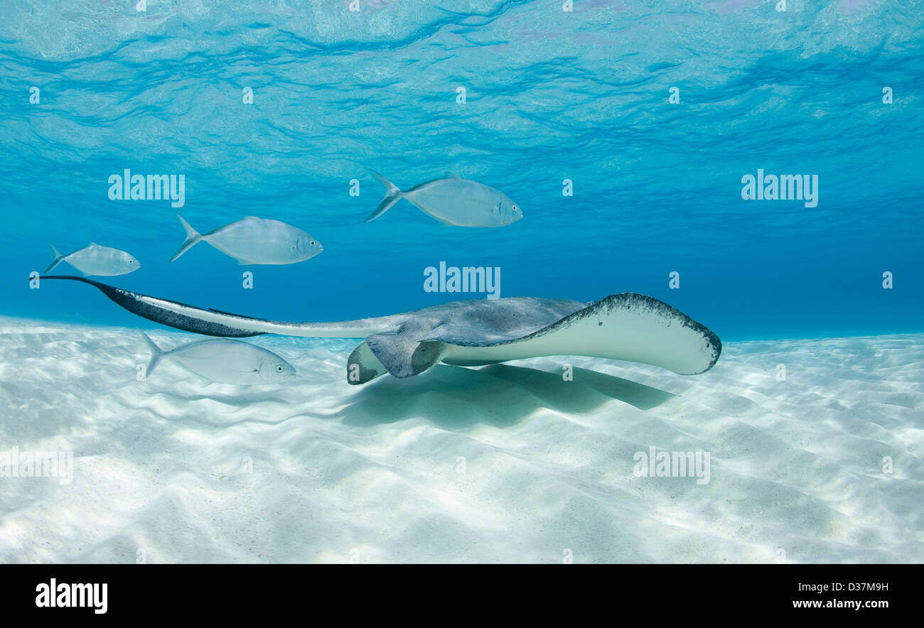 Fish swimming sand hi-res stock photography and images - Alamy