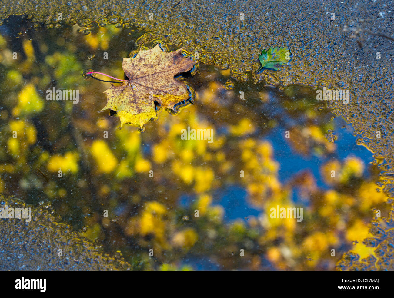 Fallen maple leaf on a small pool of water Stock Photo - Alamy