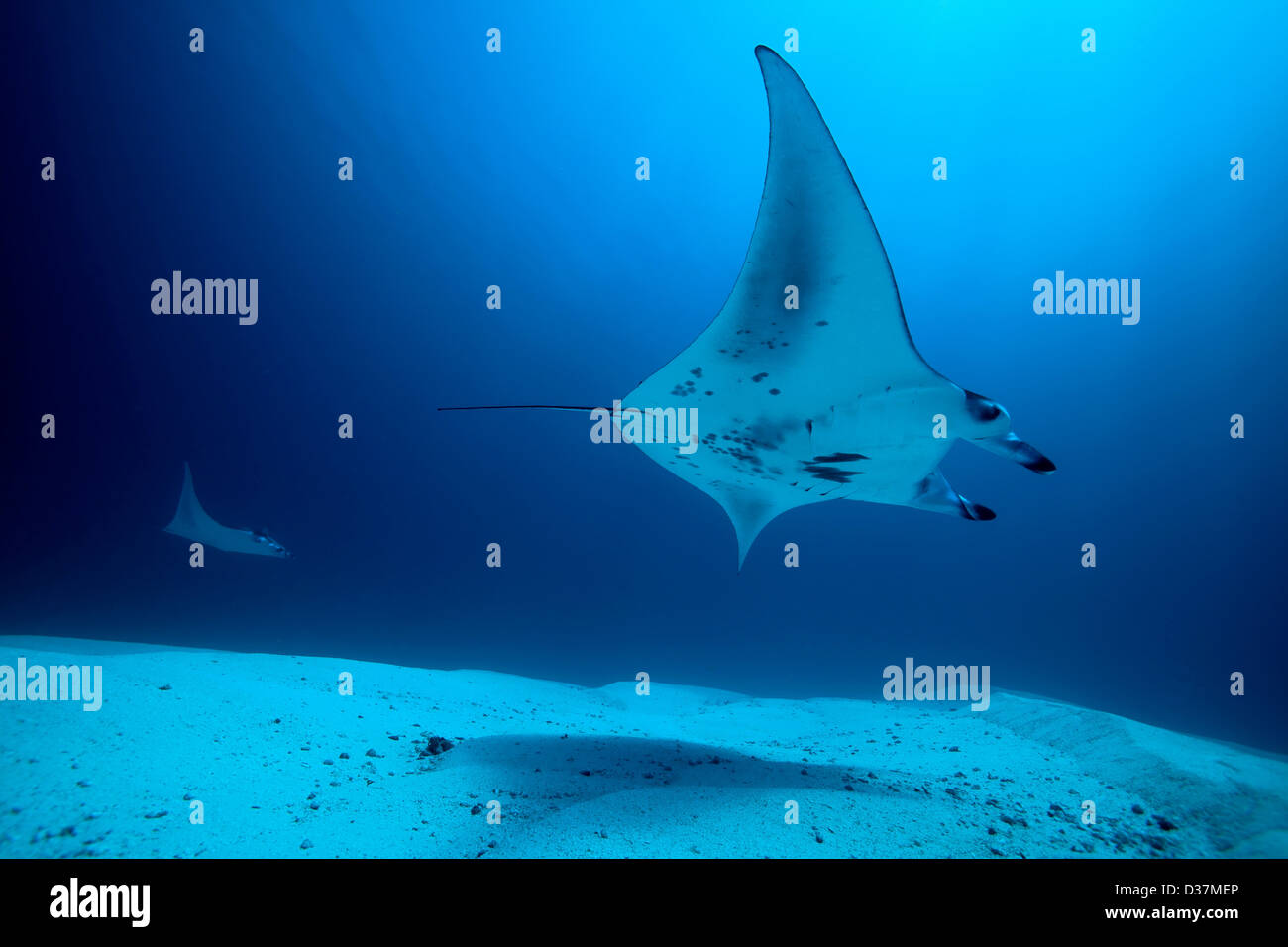 Manta rays in maldives underwater hi-res stock photography and images ...