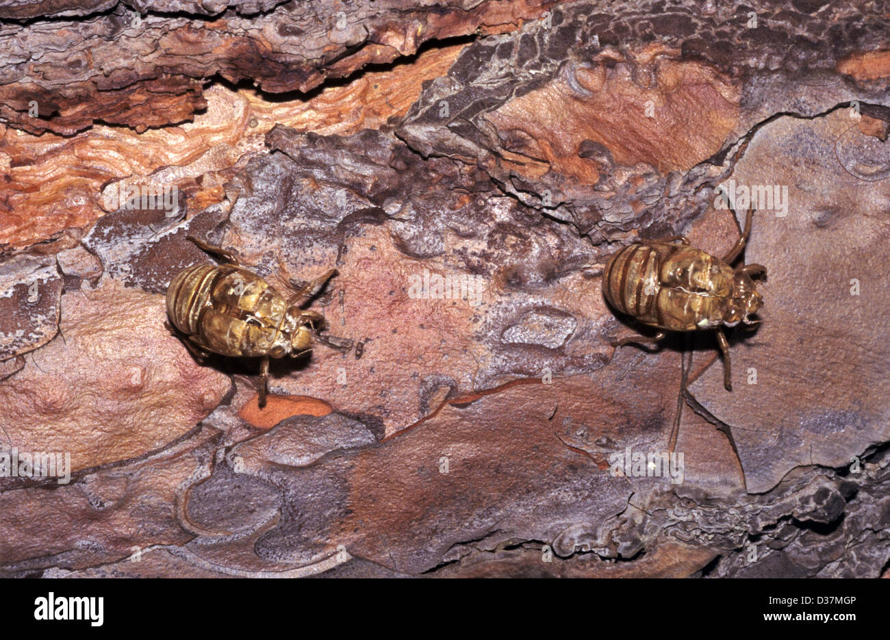 Insect Sloughs or Shed Skin of Malagasy Cicada Madagascar Stock Photo ...