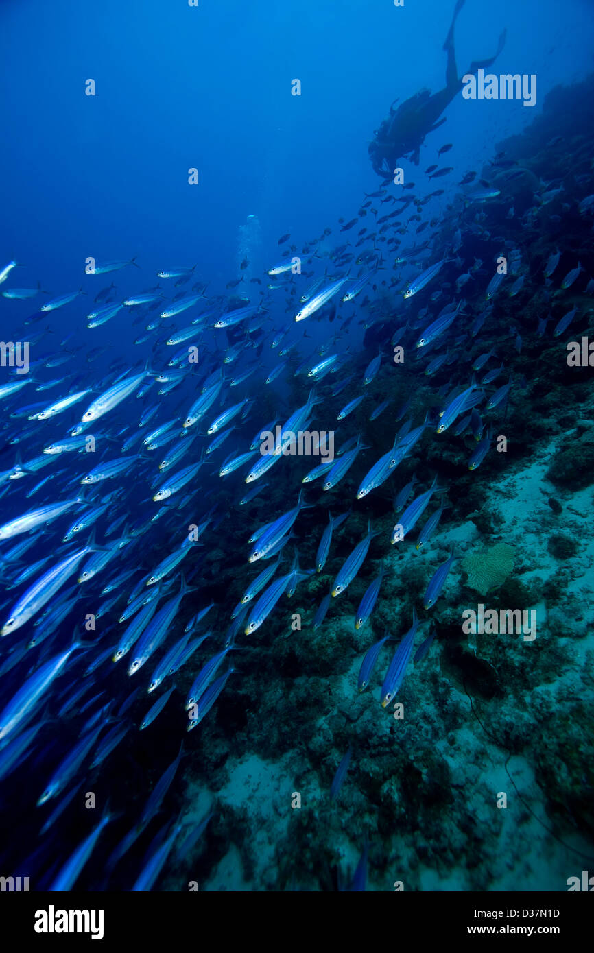 School fish hi-res stock photography and images - Alamy