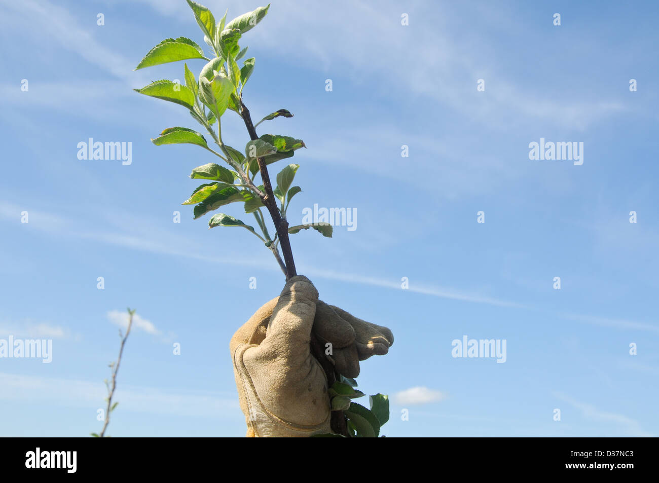Tall spindle hi-res stock photography and images - Alamy