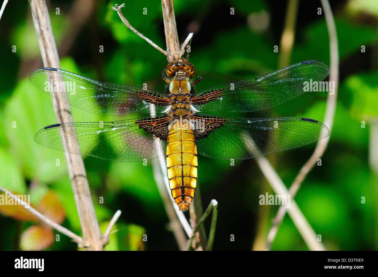 A broad-bodied chaser dragonfly Stock Photo - Alamy